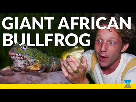 Giant African Frog