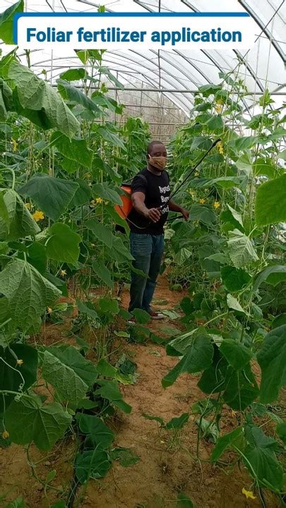 [video] Obed Monyo Agbodo On Linkedin Proud Farmer Nature Veggies
