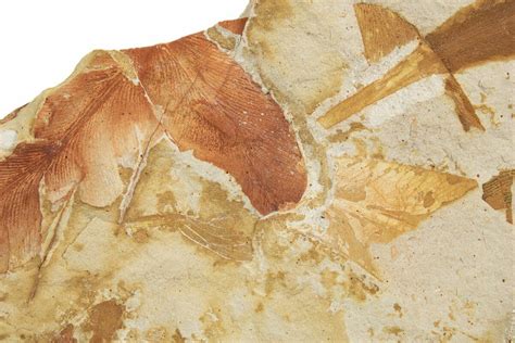 48 Fossil Seed Fern Glossopteris Plate Australia 321024 For Sale
