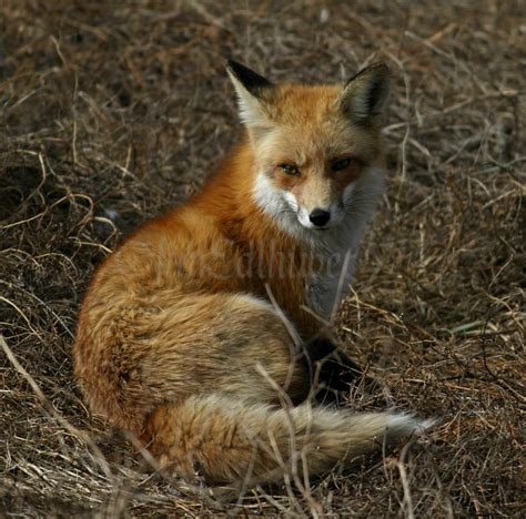 Red Fox In Milwaukee County Wisconsin On March 4 2016 Window To