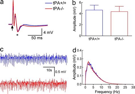 Spontaneous And Evoked Neural Activity Is Not Altered In Tpa Null Mice