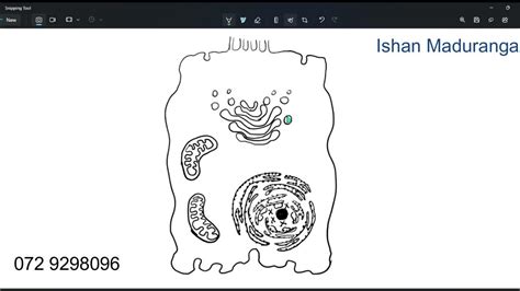 දර්ශීය සත්ව සෛලය Grade 10 Science Lesson 6 Youtube