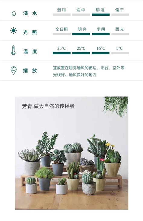 佛珠吊兰盆栽垂吊植物珍珠吊兰情人泪室内阳台垂吊花 芳青绿购