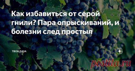 Как избавиться от серой гнили? Пара опрыскиваний, и болезни след прост ...