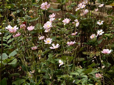 《森の植物の歳時記》[219]【シュウメイギク（秋明菊）】別名 キブネギク（貴船菊）｜公益財団法人 ニッセイ緑の財団