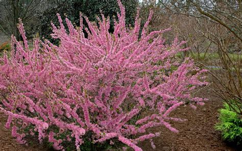 Buy Pink Flowering Afghan Bush Cherry Free Shipping Wilson Bros