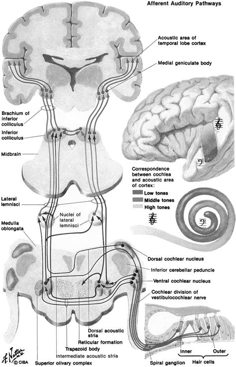 Central Projections In Auditory System As Illustrated By Netter Download Scientific Diagram