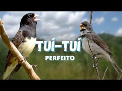 COLEIRO TUÍ TUÍ PARA ENSINAR PAPA CAPIM E COLEIRO TUI TUI E ESQUENTAR COLEIRO TUI TUI