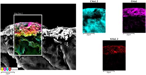 Sem Cross Sectional Micrograph And Edx Mapping Analysis Of Modified Download Scientific Diagram