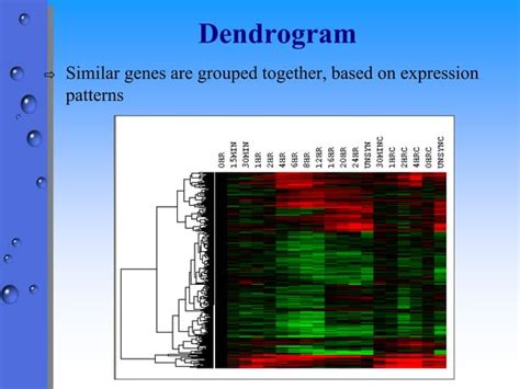 Measuring Gene Expression Pptx