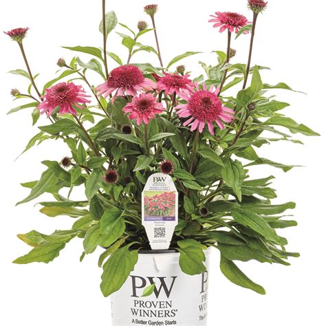 Proven Winners 12 Pink Double Coded Raspberry Beret Coneflower Echinacea Hybrid Perennial