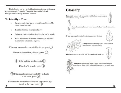 Free Printable Tree Leaf Identification Charts Pdf Infographic