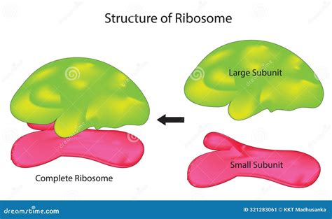 Structure Of Ribosome With Large Subunit And Small Subunit Stock Vector Illustration Of Organ