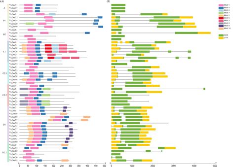 Genome Wide Identification Phylogenetic And Expression Pattern