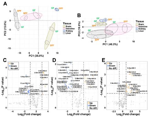 Trna Expression Related Analyses At The Isodecoder Level A B