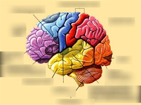8 198 Functions Of Cerebrum Diagram Quizlet