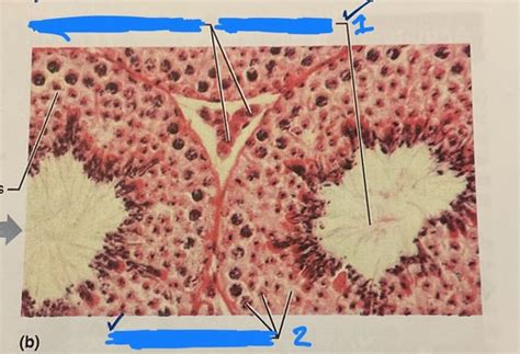 Reproductive System Histology Flashcards Quizlet