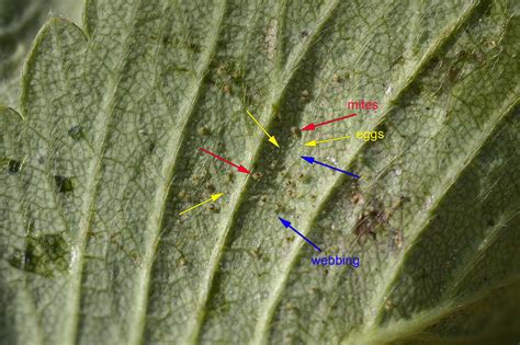 Spider Mites Get Rid Of Them Quick Grow Weed Easy