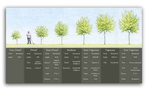 Rootstock Trees What Is A Rootstock Roots Plants