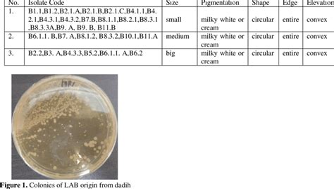 Characteristic Morphology Of Colony Of Lactic Acid Bacteria Origin Of
