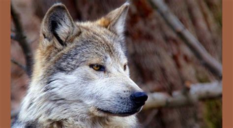 Proyecto De Conservacion Del Lobo Mexicano Canis Lupus Baileyi México