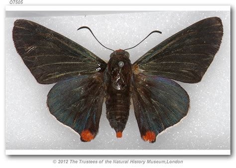 Passova P Passova Type Specimens