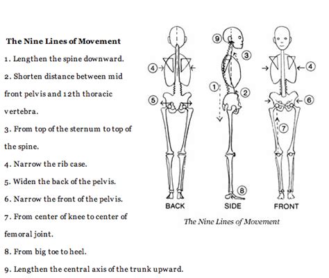 Nine Lines Of Movement Physio Rach