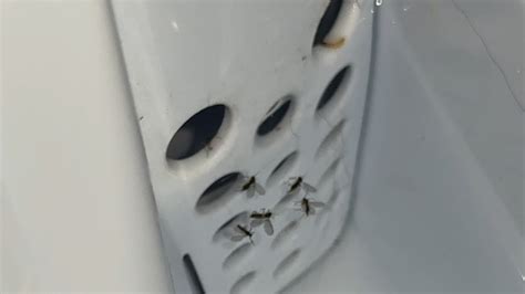 “nightmare Situation” Tenant Claims Apartment Unlivable Amid Roach