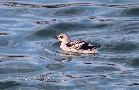 Jays Birding Days White Billed Diver At Brixham