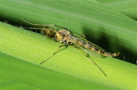 Midges Are A Nuisance Backbone Valley Nursery