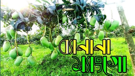 Vlog 01 ব্যানানা ম্যাংগো বাগান পরিদর্শন। Banana Mango Youtube