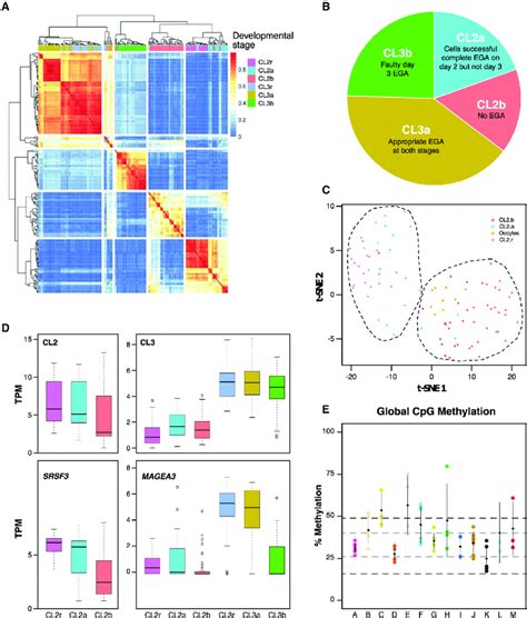 Expression And Methylation Profiling Of Cleavage Stage Embryos