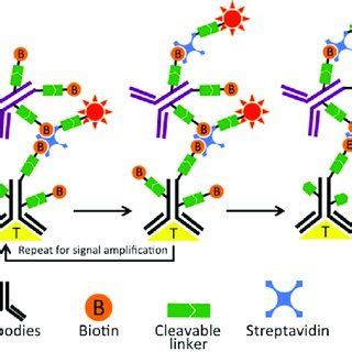 Highly Sensitive And Multiplexed In Situ Protein Profiling With