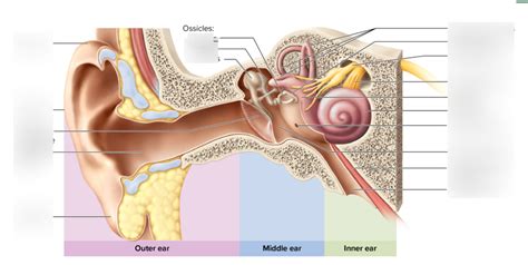 Ear Anatomy Functions Diagram Quizlet