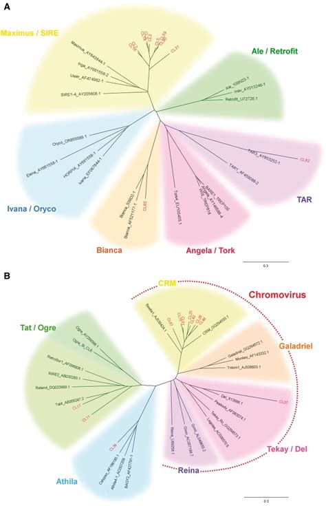 Phylogenetic Trees Of Rumex Acetosa Copia A And Gypsy B Download Scientific Diagram