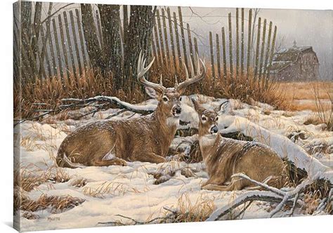 Windbreak Refuge Whitetail Deer Gallery Wrapped Canvas Wild Wings