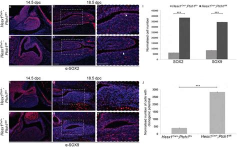 Increased Numbers Of Sox2 And Sox9 Cells And Enhanced Clonogenic