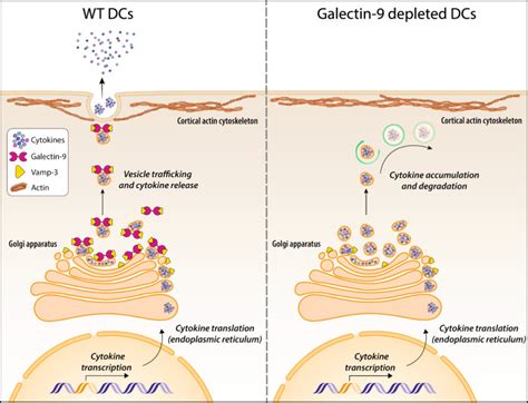 Galectin 9 Interacts With Vamp 3 To Regulate Cytokine Secretion In