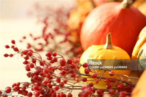 추수 감사절 가을 야채 Harvestpumpkins 노란색 나무 배경에 빨간 열매와 가지 0명에 대한 스톡 사진 및 기타 이미지