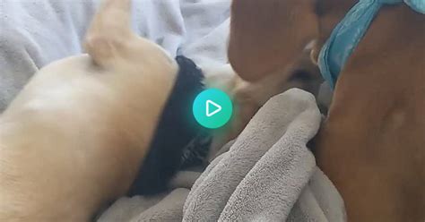 Trying To Nap Album On Imgur