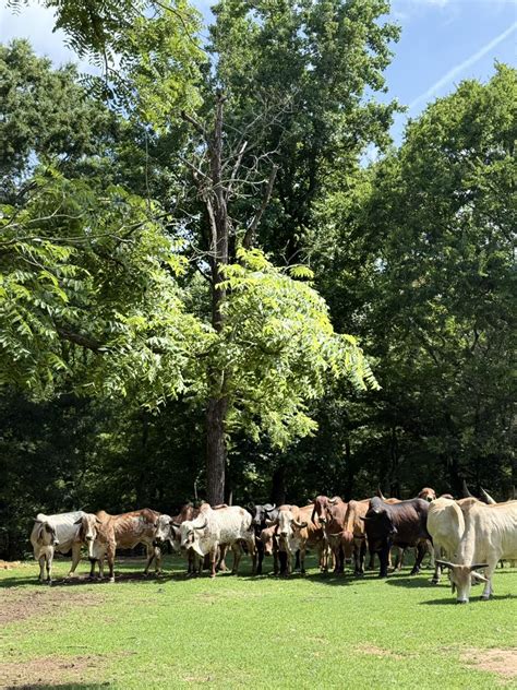 Lazy 5 Ranch Lazy 5 Ranch Added A New Photo