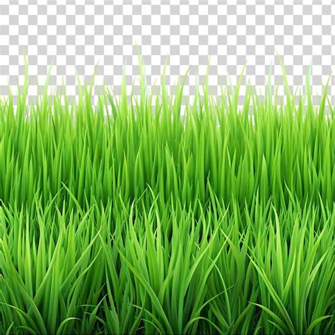 Зелёная травяная текстура изолирована на прозрачном фоне Премиум Ai сгенерированный Psd
