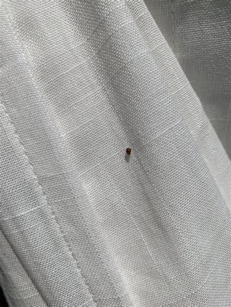 Help Tiny Brown Ladybug Looking Critters Infesting My House R