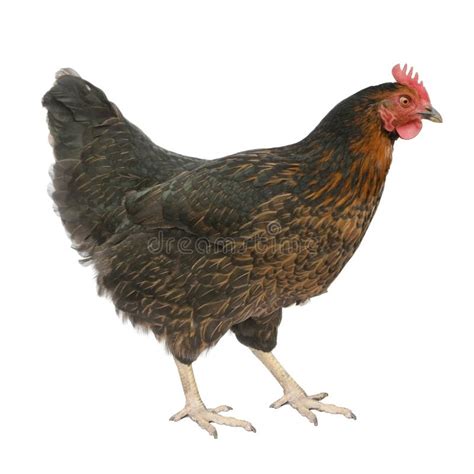 Rooster Hen And Chicken Isolated Stock Image Image Of Dirty Cute