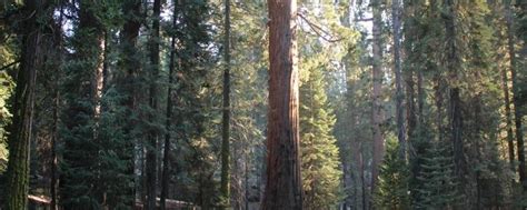Press Sequoia Sentinels