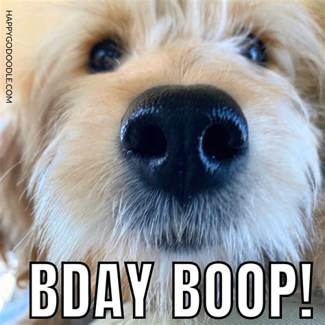 Funny Birthday Memes