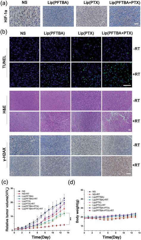 Antitumor Efficacy In Vivo A Hif 1a In Tumor Tissue Identified By