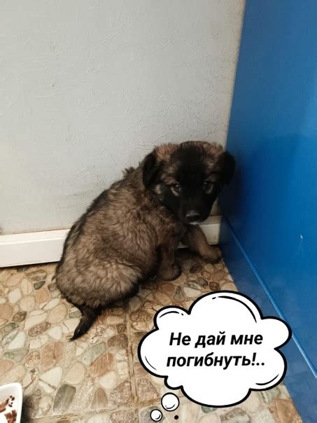 Самара. Девушке подкинули щенка. Мальчик. Брать некуда и нет ...