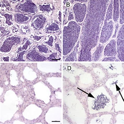 The Structure Of Recipient Testes From The Trial 2 And 3 A B Testes