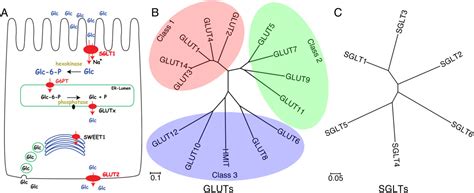 Glut Transporter Structure